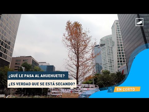 chilango - ¿Ya se secó? Esto es lo que tiene el ahuehuete de Reforma