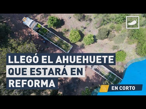 chilango - Llegó el ahuehuete que estará en Reforma