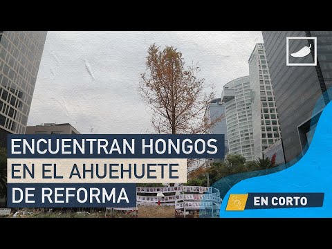 chilango - ¿Va revivir? Encuentran hongos en el ahuehuete de Reforma