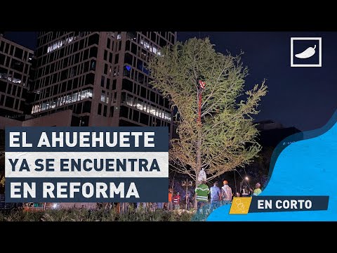 chilango - Reforma ya tiene un nuevo inquilino: el ahuehuete ya se ...